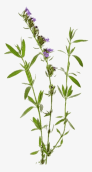 Hisopo - Hyssopus Officinalis - 400x400 PNG Download - PNGkit