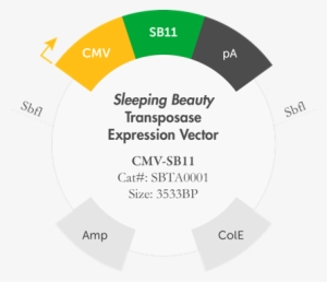 Transposase Vectors - Cmv-sb11 - Cytomegalovirus - 415x357 PNG Download ...
