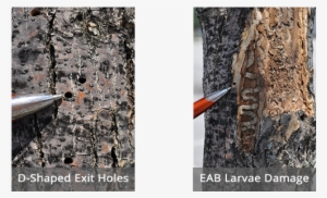 Emerald Ash Borer Damage - Emerald Ash Borer - 700x310 PNG Download ...
