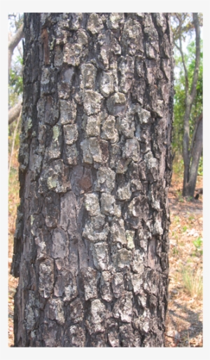 Bole Png - 903x531 PNG Download - PNGkit