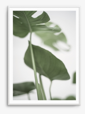 Monstera Ii Print A3 - Printing - 476x600 PNG Download - PNGkit