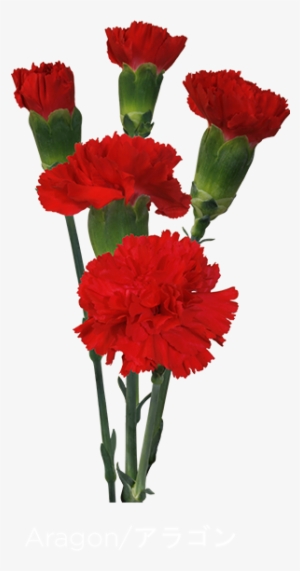 Colibri Flowers Minicarnation Aragon, Grower Of Carnations, - Flower ...