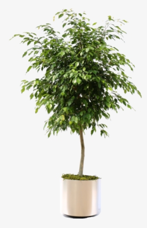 Ficus Sur - Tree Transparent - 2880x3733 PNG Download - PNGkit