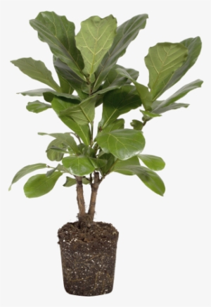 Ficus Lyrata Fiolfikus - 576x576 PNG Download - PNGkit