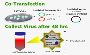 Lentiviral Packaging Protocol - Lentivirus Transfection Protocol - 1024x609 PNG Download - PNGkit