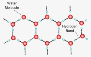 For Example, The Bent Molecules And The Hydrogen Bonding - Water ...