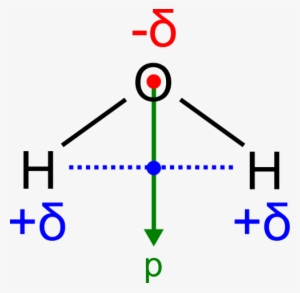 Dipole Moment Of A Water Molecule - Water Dipole - 490x480 PNG Download ...