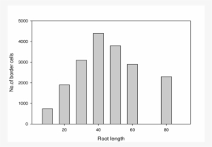 Border Cells Released At Different Root Developmental - Diagram ...