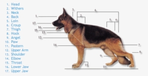 German Shepherd Dog Breed Standard - German Shepherd Body Structure ...