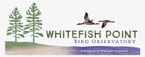 Whitefish Point Bird Observatory - Blue-footed Booby - 545x227 PNG ...