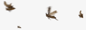 Fly Flying Png Clip Art Stock - Locust Fly - 596x208 PNG Download - PNGkit