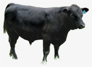 Angus Cattle Png - Angus Png - 470x343 PNG Download - PNGkit