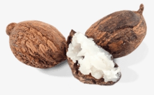 Shea Butter - Shea Butter Tree Png - 1800x1800 PNG Download - PNGkit