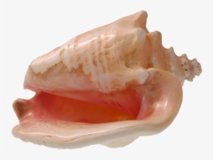Shell Clipart Conch Shell - Conch Shell Clip Art - 400x320 PNG Download ...