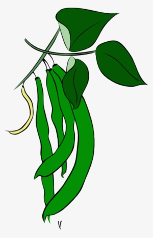Green Beans Clipart - Green Bean Clip Art - 384x599 PNG Download - PNGkit