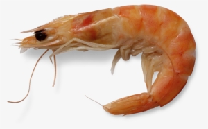 Peppermint Shrimp Peppermint Shrimp - Litopenaeus Setiferus - 1440x1080 ...