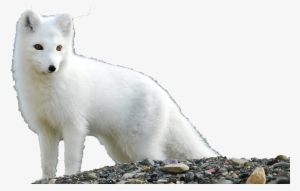Arctic Fox Png Clipart - Arctic Fox Transparent Background - 1920x1080 ...