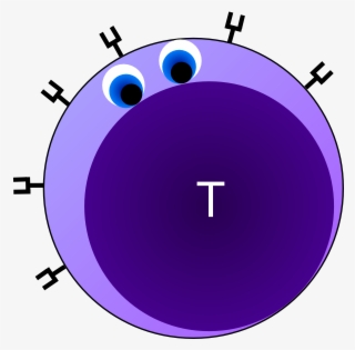 T Cell B Cell Cartoon - 600x592 PNG Download - PNGkit