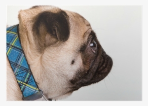 Mops Mit Langer Nase - 400x400 PNG Download - PNGkit