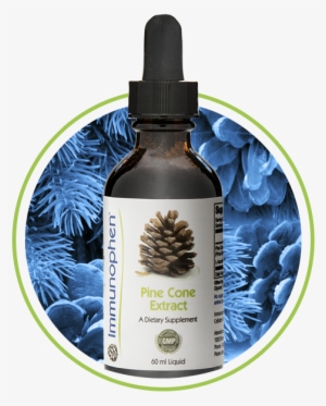 Pine Cone Extract - Prescott College - 468x601 PNG Download - PNGkit