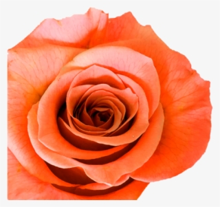 This Beautiful Orange Rose Means Enthusiasm And Passionate - Color ...