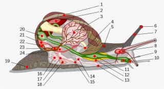 Scheme Snail Anatomy-numbers - Diagram Of A Snail - 1280x731 PNG ...
