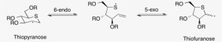 Thiosugar Cyclization 5 Exo Vs 6 Endo - Thiol Norbornene Reaction ...