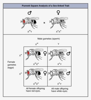 Sex Linked Punnett Square - 745x805 PNG Download - PNGkit