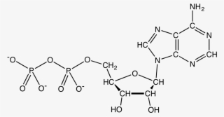 Deoxyadenosine Monophosphate - 1200x637 PNG Download - PNGkit