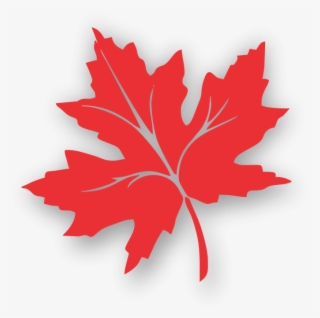 Chinar Leaf Png - Chinar Logo - 360x360 PNG Download - PNGkit