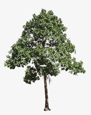 Ficus Sur - Tree Transparent - 2880x3733 PNG Download - PNGkit