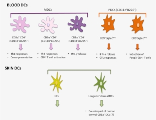Figure 2 - - Mouse Dc Subsets - 1318x1048 PNG Download - PNGkit
