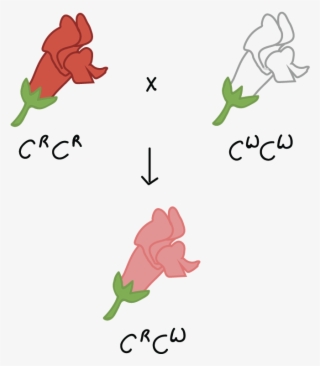 Incomplete Dominance - 951x801 PNG Download - PNGkit