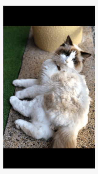 Photo Of Coco - Cat - 638x638 PNG Download - PNGkit