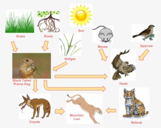 Food Web - - Hawk Pouncing Shower Curtain - 960x720 PNG Download - PNGkit