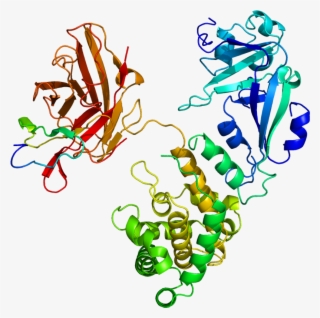 Protein Hbegf Pdb 1xdt - Epidermal Growth Factor Protein Structure ...