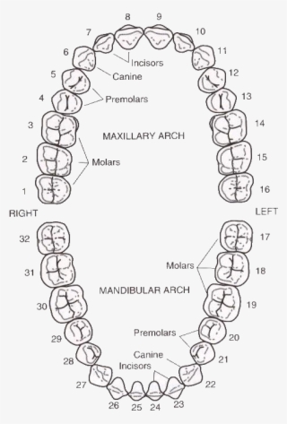 The Facts Teeth - Teeth Number Chart Canada - 529x729 PNG Download - PNGkit