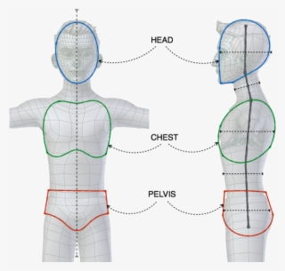 Torso Landmarks - Diagram - 600x547 PNG Download - PNGkit