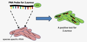 Genetic Engineering Transparent - 500x500 PNG Download - PNGkit