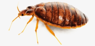 Download Transparent Pest Png - Bed Bug Images Png - PNGkit