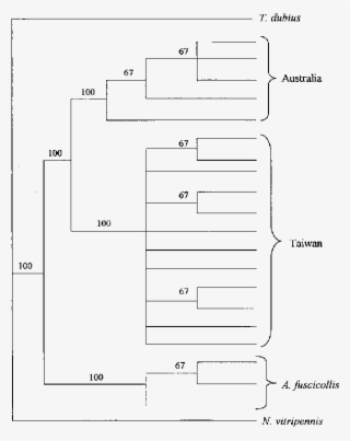 A Maximum-likelihood Consensus Bootstrap Tree Based - Diagram - 625x794 ...