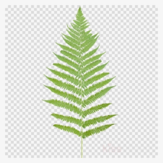 Tropical Ferns Png - Fern Leaf No Background - 1296x1944 PNG Download ...