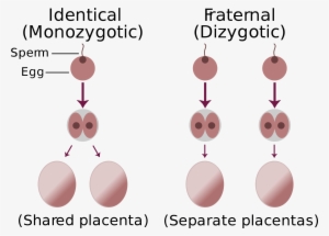 Open - Monozygotic And Dizygotic Twins - 2000x1376 PNG Download - PNGkit