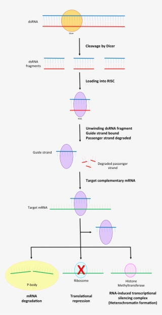 Part Of The Rna Interference Pathway Focusing On Risc - Risc Rna ...