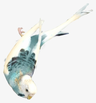 Mariajose Aves Png - Bird - 1021x1211 PNG Download - PNGkit