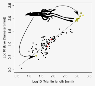 Giant Squid Transparent Png - Transparent Background Squid Png ...