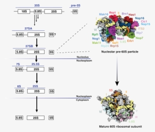 Large Subunit Ribosome Biogenesis - 800x689 PNG Download - PNGkit