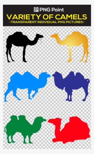 Camels Clipart Colorful - Got Camel? Sticker (rectangle) - 731x1201 PNG ...