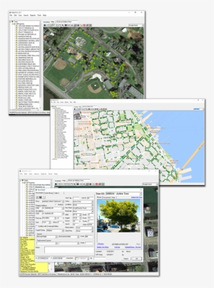 Tree Management Software - Management - 768x1024 PNG Download - PNGkit