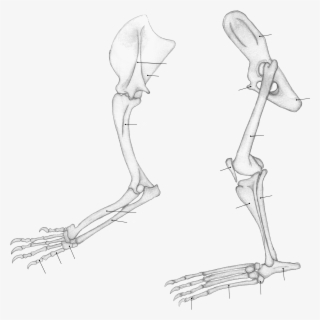 Panthera Leo Limbs - Limbs Png - 2832x2725 PNG Download - PNGkit